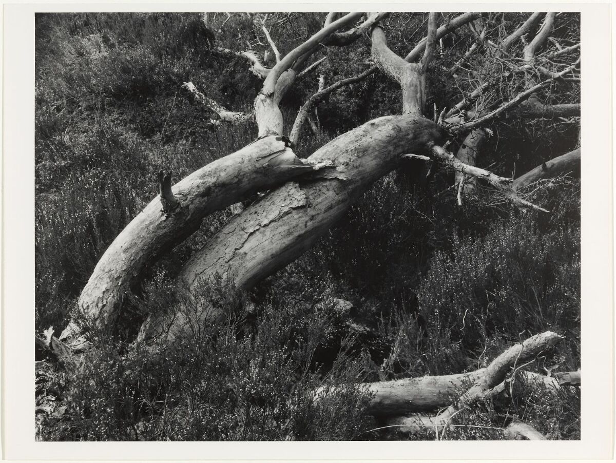 Per Berntsen, Trestammer, Glen Affric, Skottland, 1977 – Nasjonalmuseet ...
