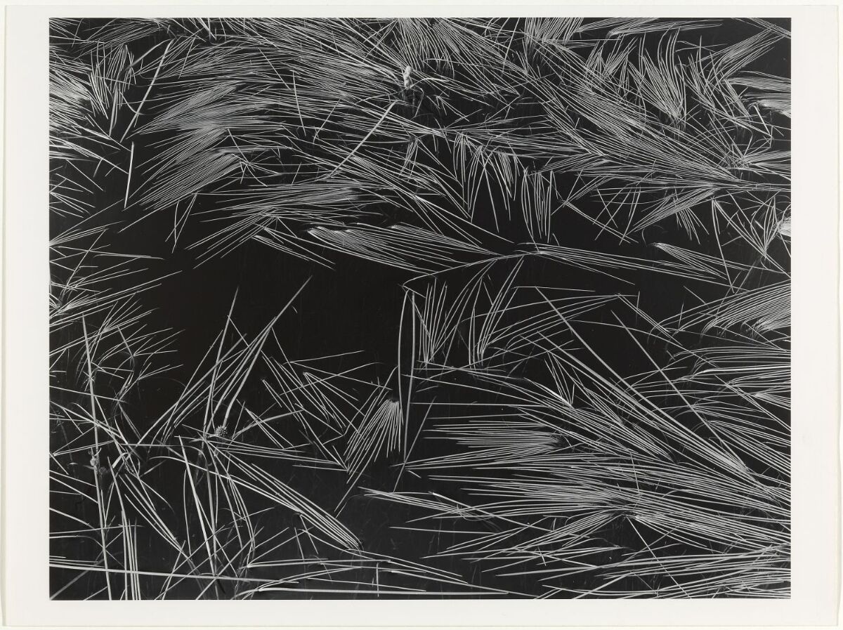 Per Berntsen, Weeds, Justøya, 1980 – Nasjonalmuseet – Collection