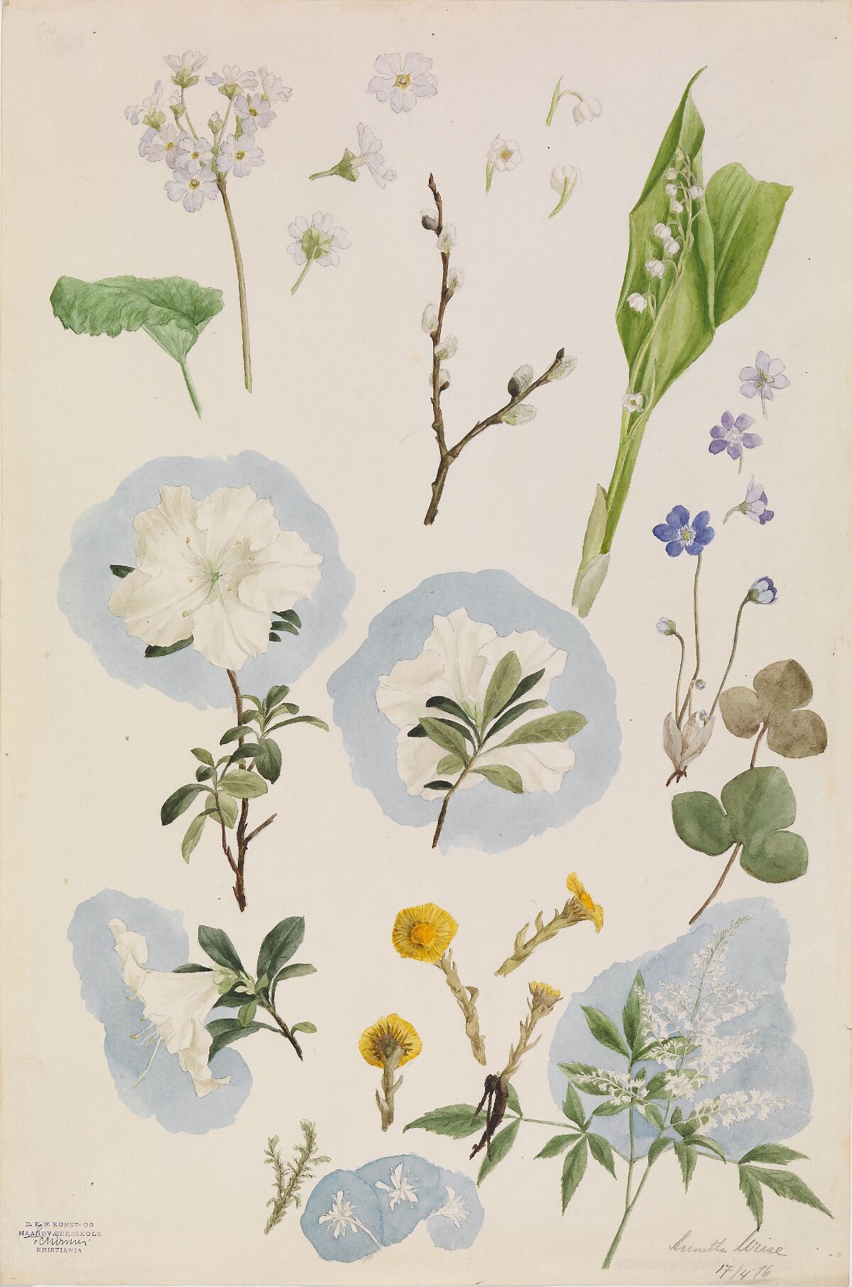 Annette Wiese Schirmer, Blomsterstudie – Nasjonalmuseet – Samlingen