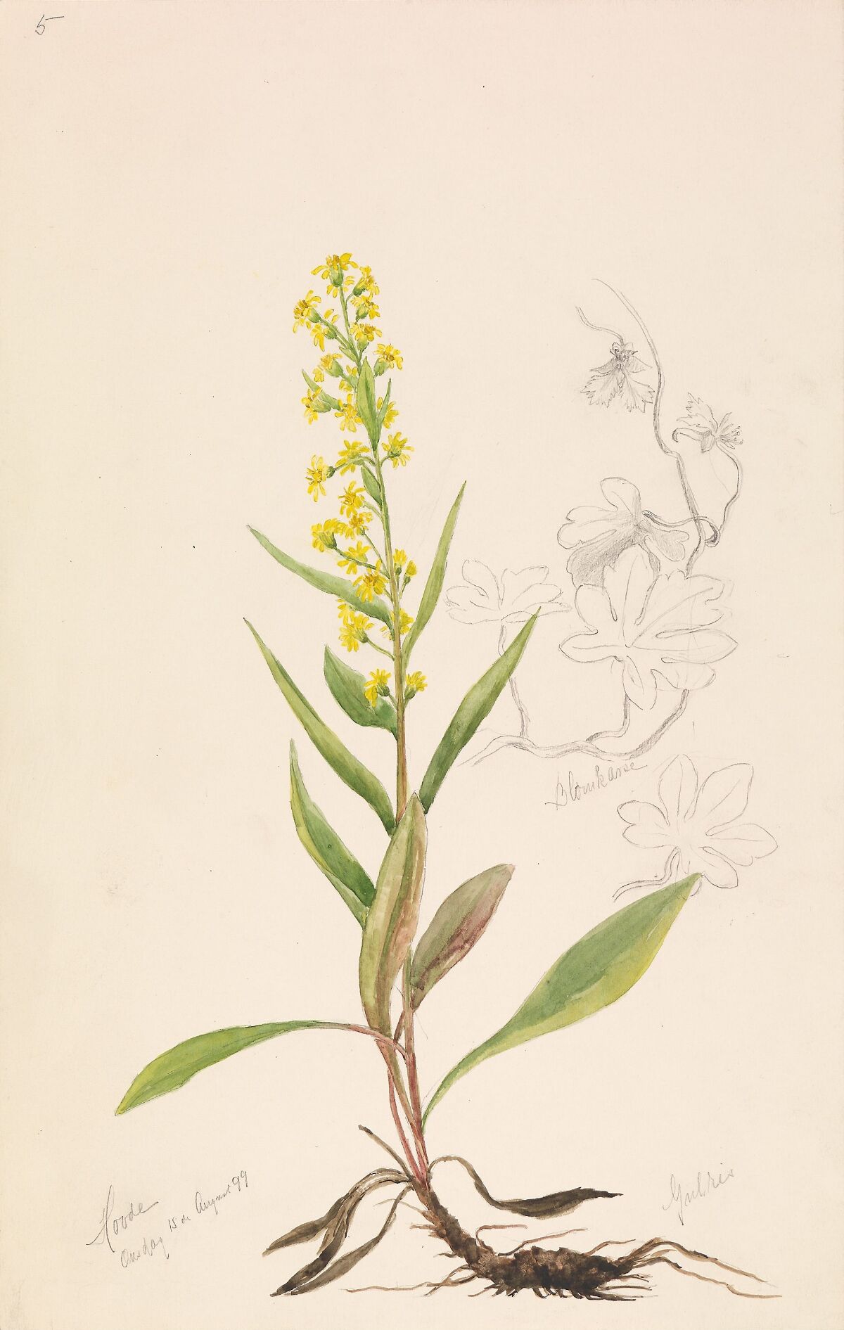 Annette Wiese Schirmer, Gullris og blomkarse – Nasjonalmuseet – Samlingen