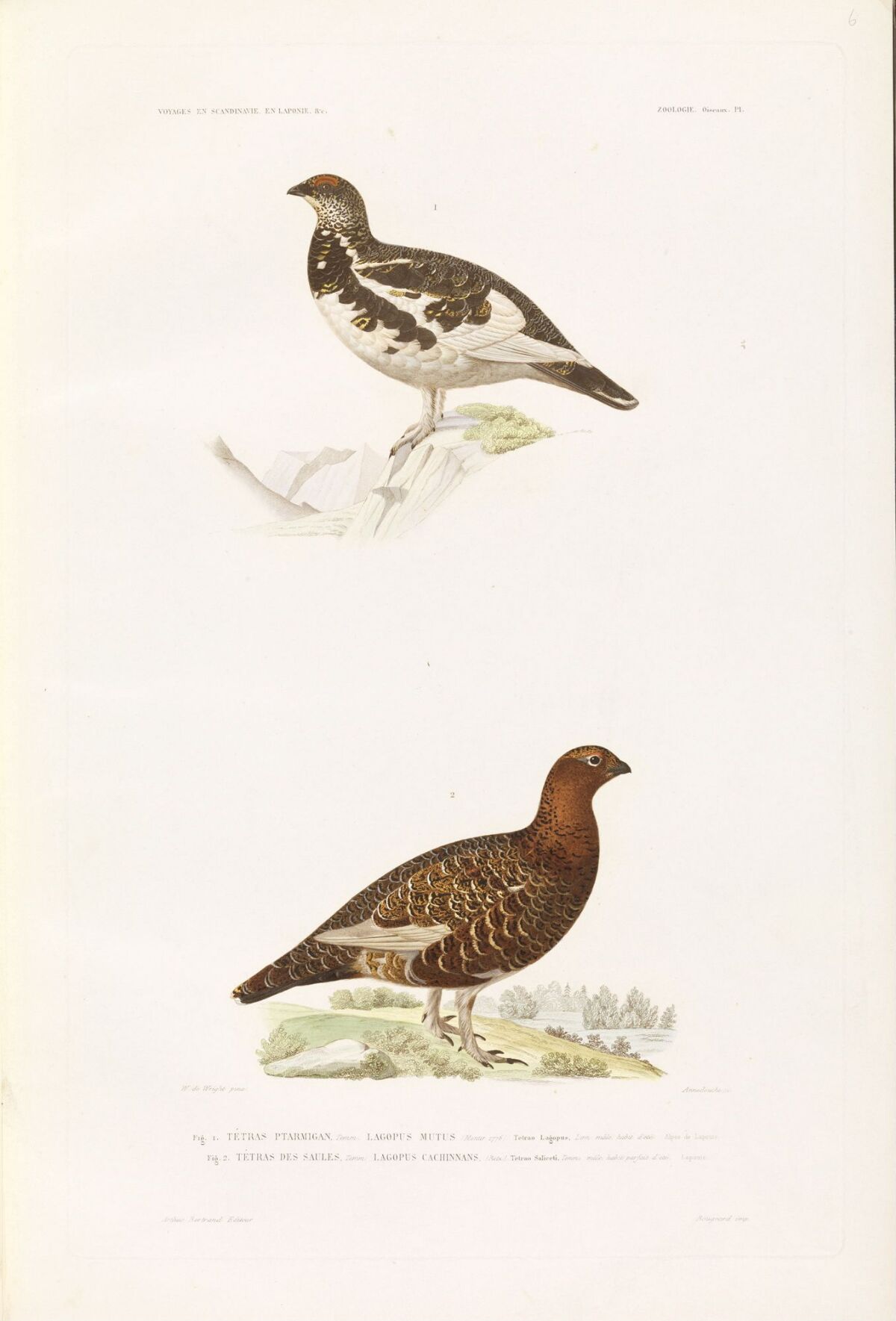 Christophe Annedouche, Bougeard, Arthus-Bertrand & Co, Fjellrype; rype ...