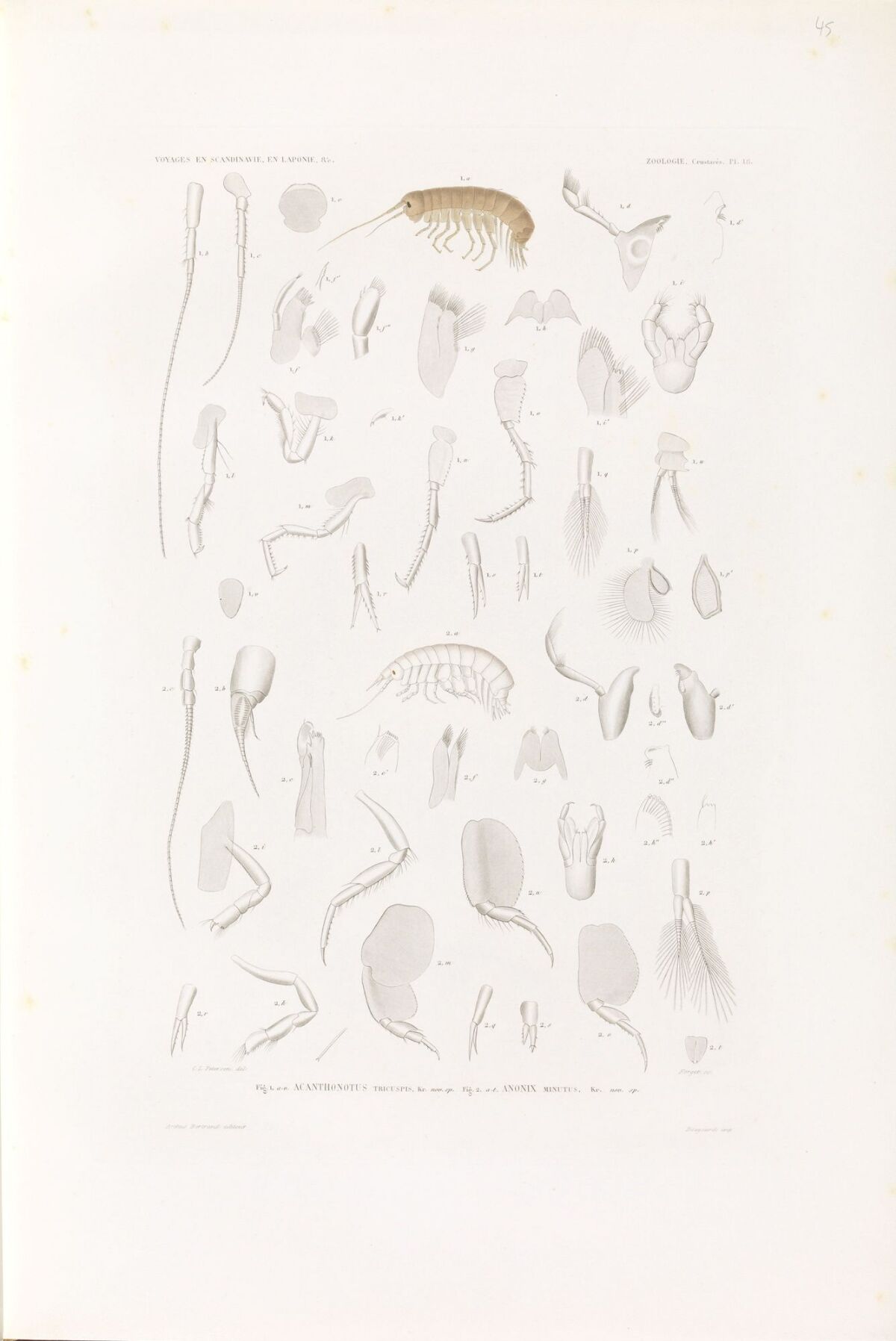 Forget, Arthus-Bertrand & Co, Acanthonotus tricuspis; Anonix minutus ...