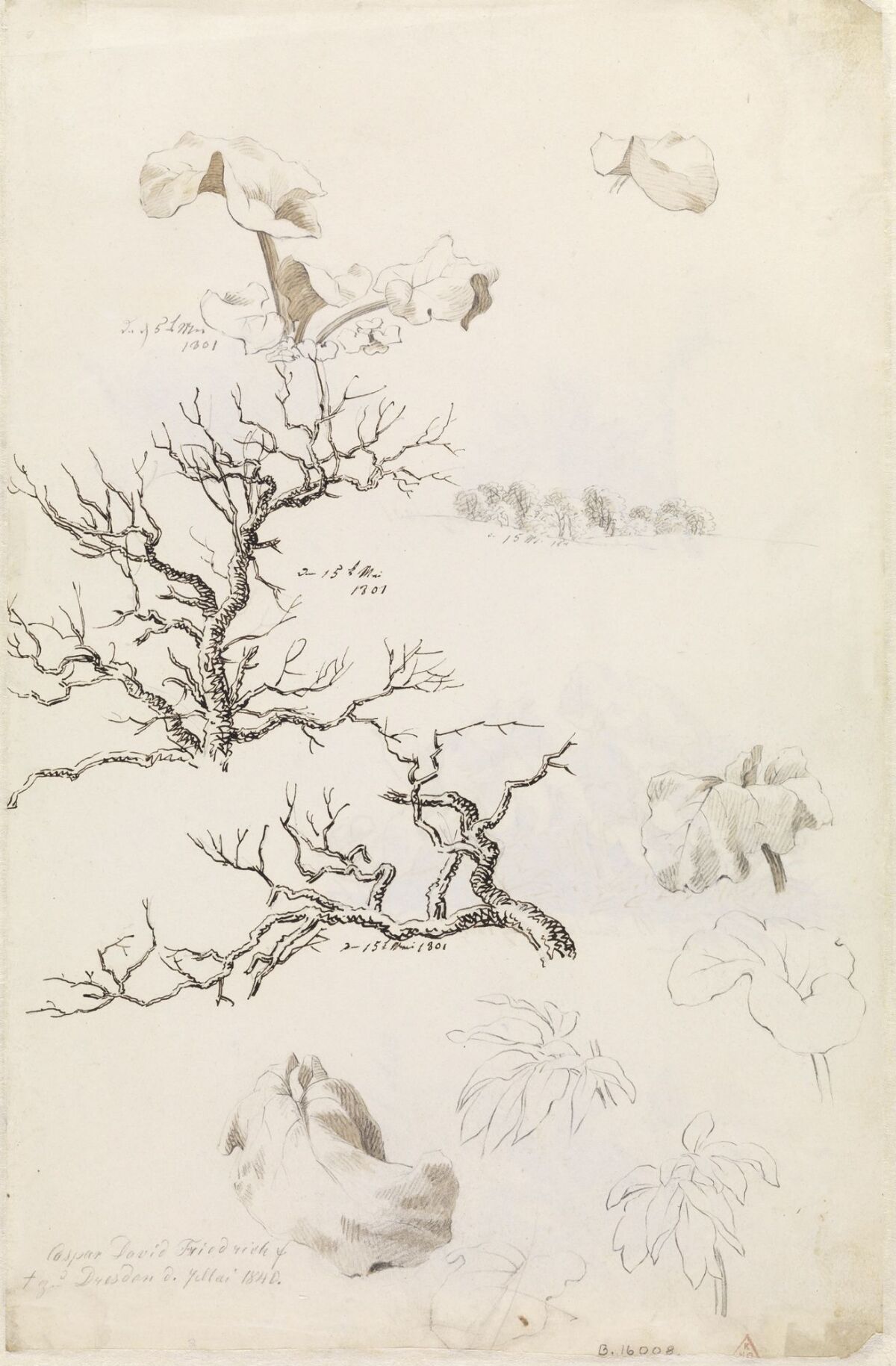 Caspar David Friedrich, Baum- und Pflanzenstudien – Nasjonalmuseet ...