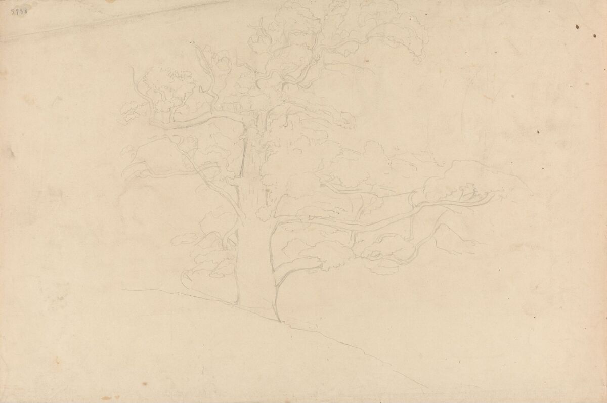 August Cappelen, Eiketre – Nasjonalmuseet – Samlingen