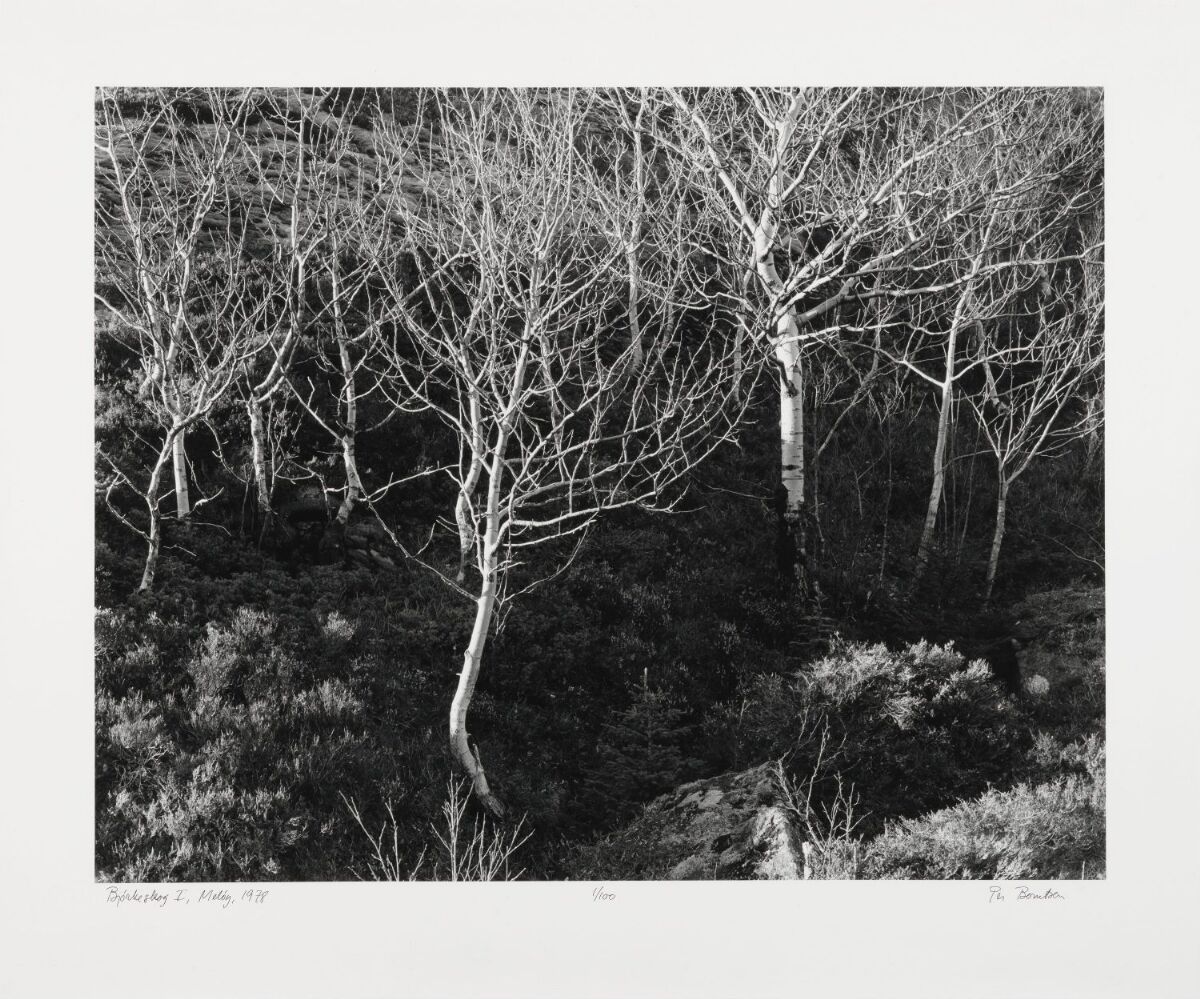 Per Berntsen, Bjørkeskog I, Meløy, 1978 – Nasjonalmuseet – Samlingen