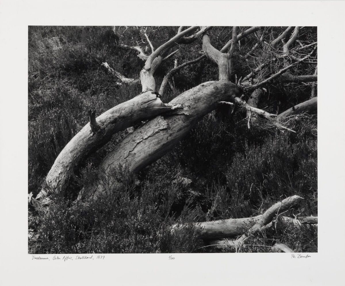 Per Berntsen, Trestammer, Glen Affric, Scotland, 1977 – Nasjonalmuseet ...