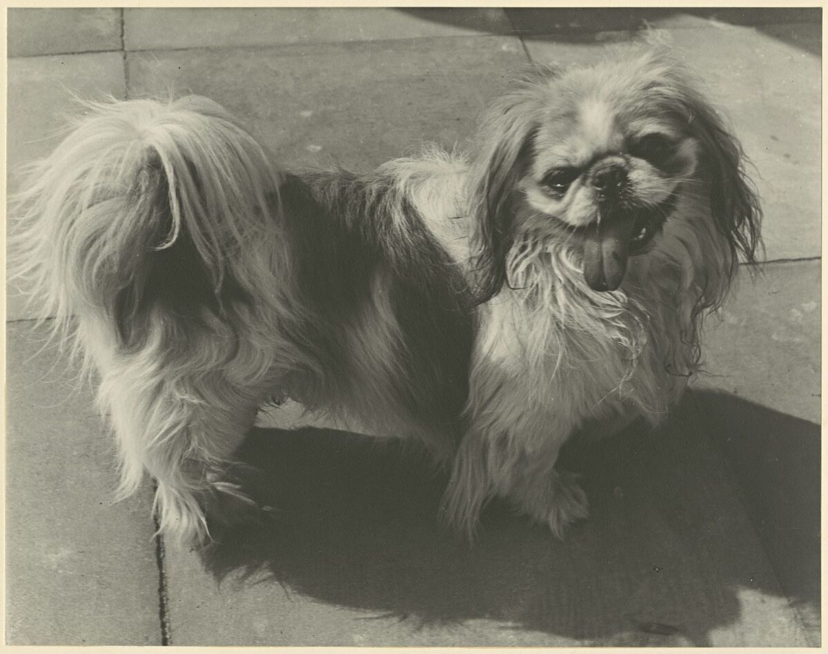 Rolf Ødegaard, Bamse – Nasjonalmuseet – Samlingen