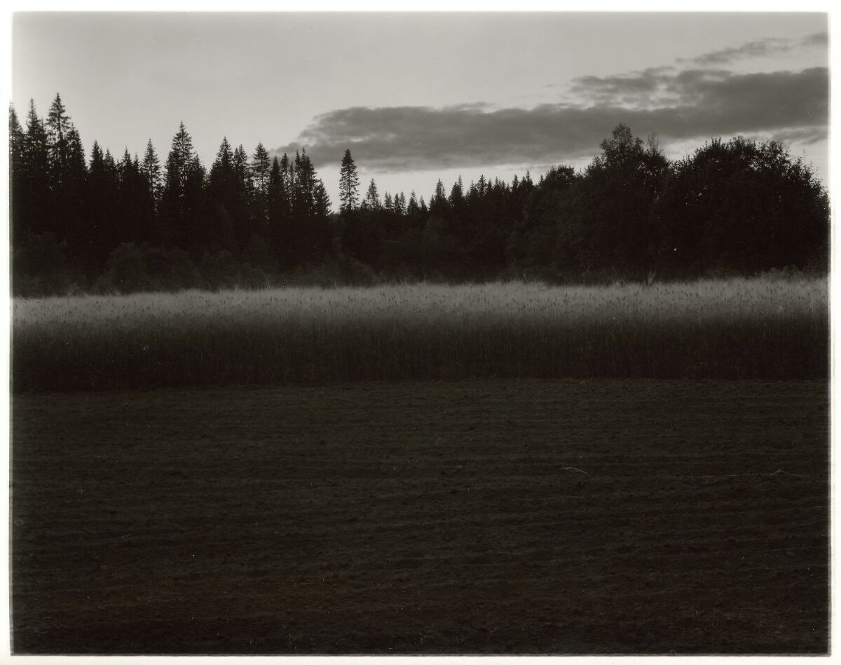 Per Berntsen, Kornåker, Gartland, 1977 – Nasjonalmuseet – Collection
