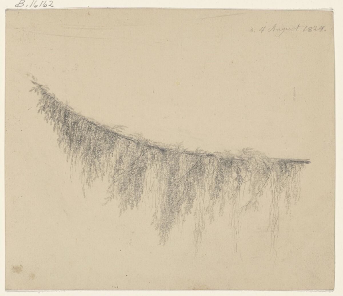 Johann Gustav Grunewald, Study of a Spruce Branch – Nasjonalmuseet ...