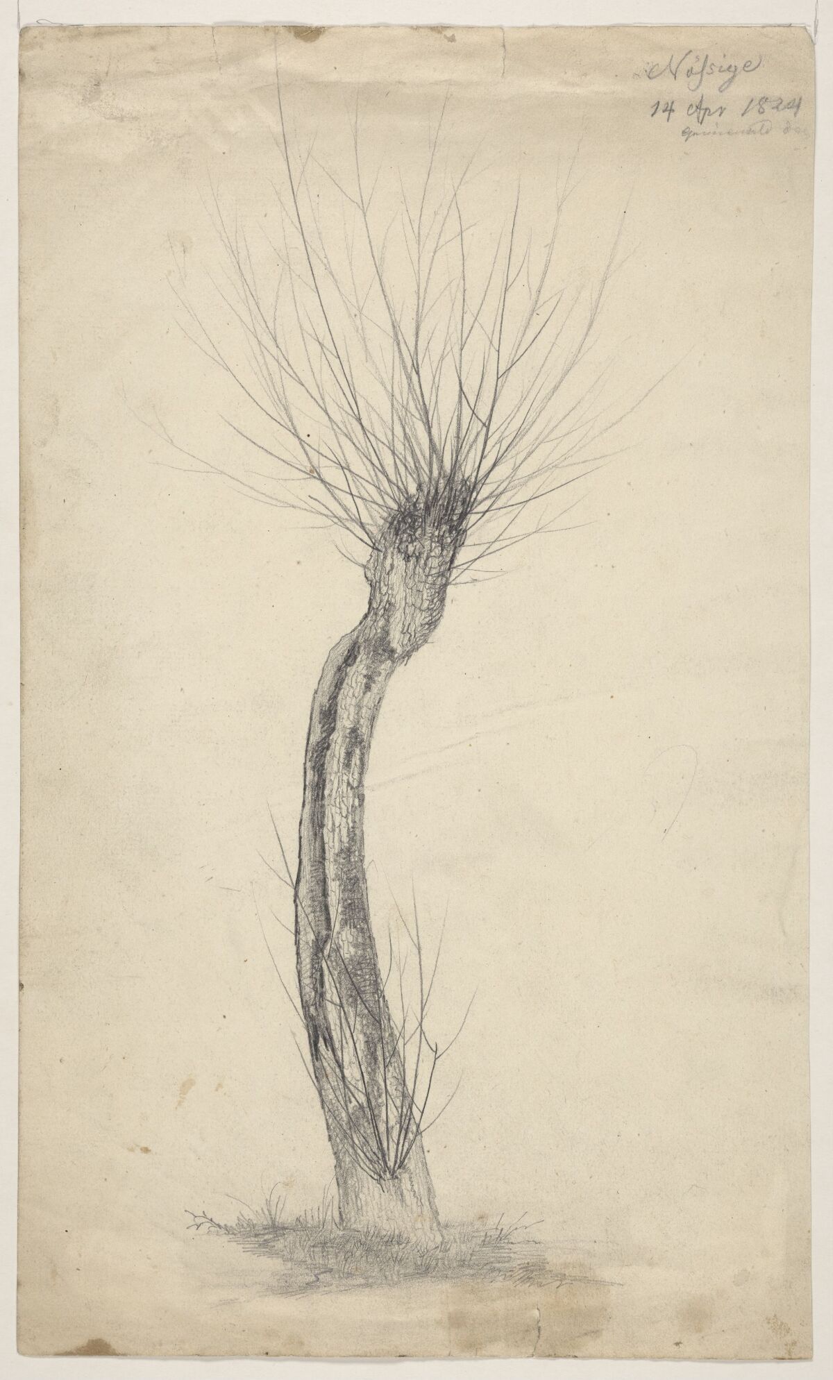 Johann Gustav Grunewald, Tree Trunk – Nasjonalmuseet – Collection