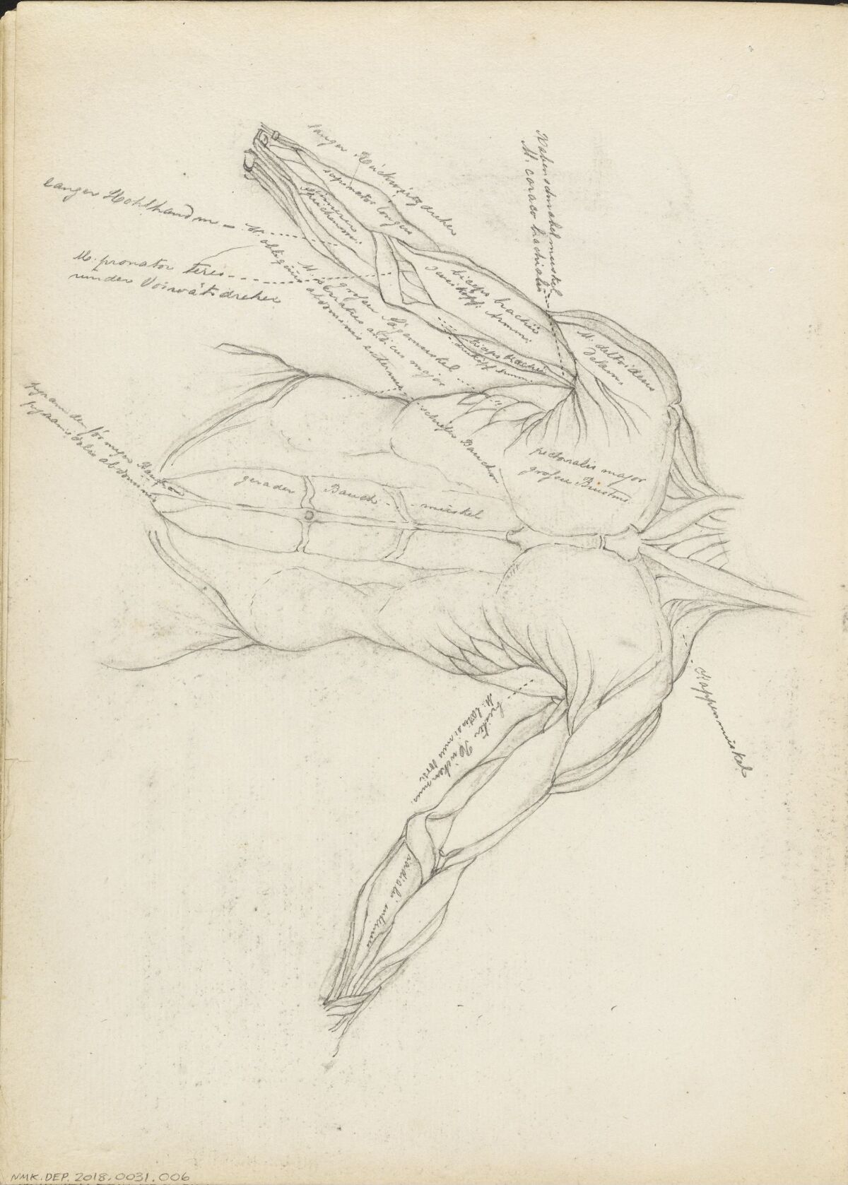 Harriet Backer, Anatomisk studie overkropp – Nasjonalmuseet – Samlingen